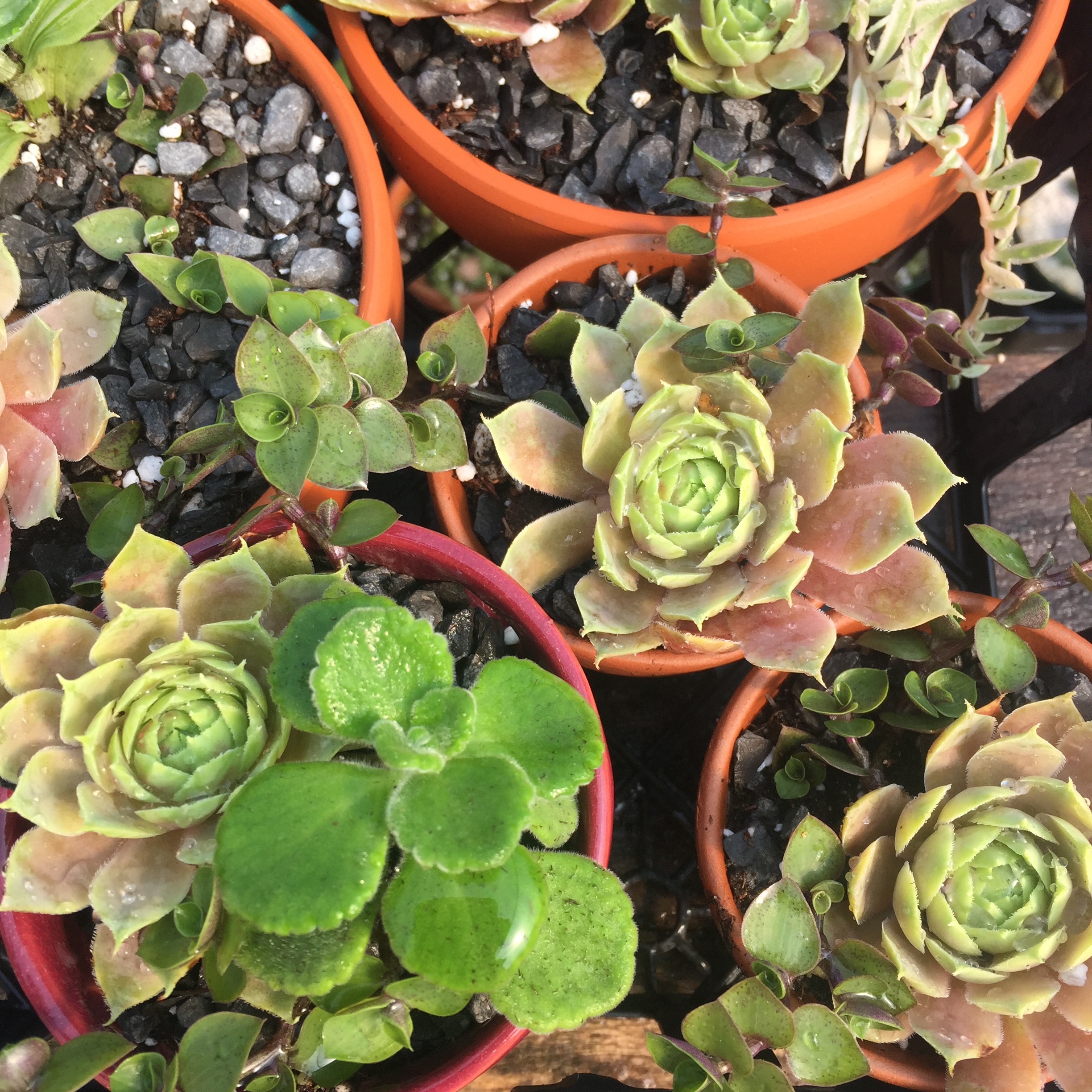 Houseplants | KINGBIRD FARM